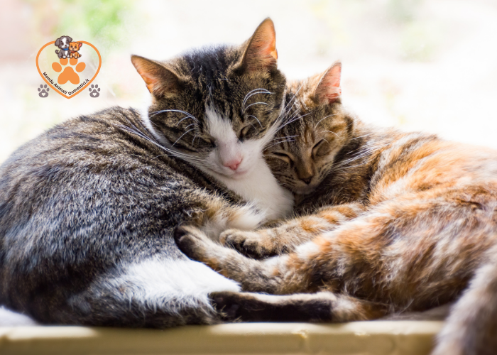 Cos’è una colonia felina, gatti e leggi nazionali - Mondo Animali Domestici