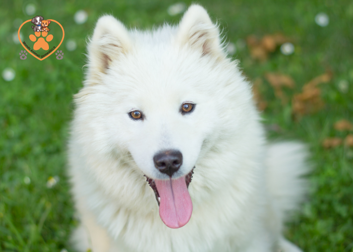 Razze di cane, il Samoiedo - Mondo Animali Domestici